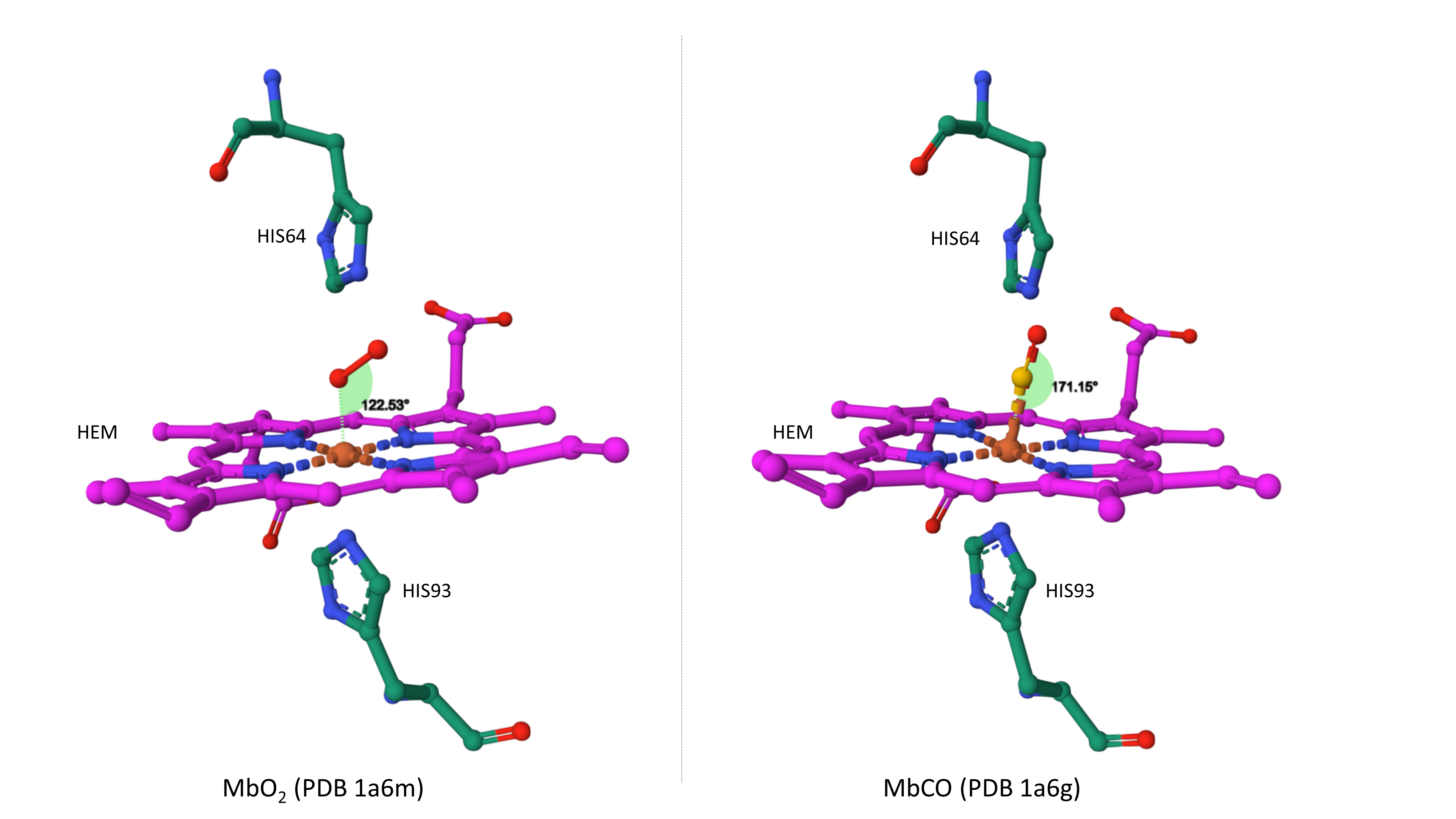 The protein that lets you hold your breath | Protein Data Bank in Europe