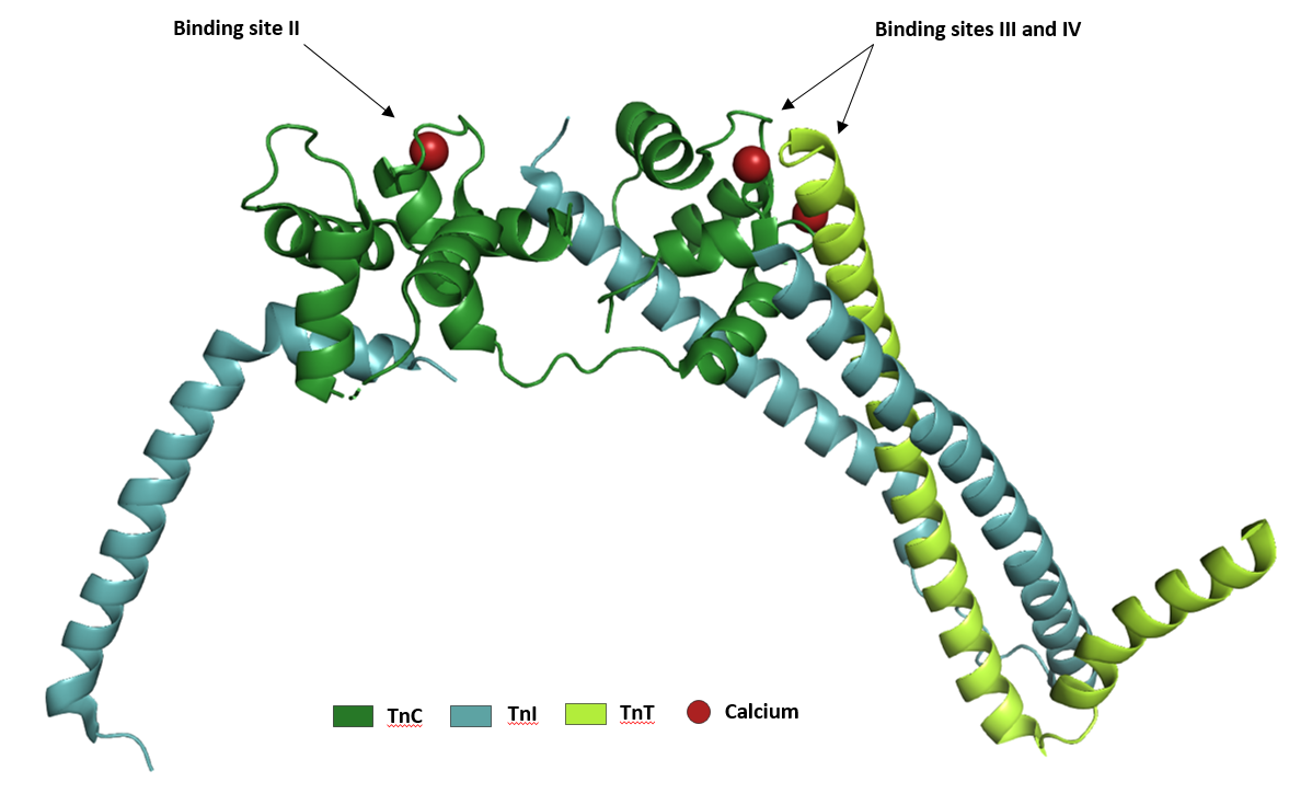 World’s number one killer | Protein Data Bank in Europe