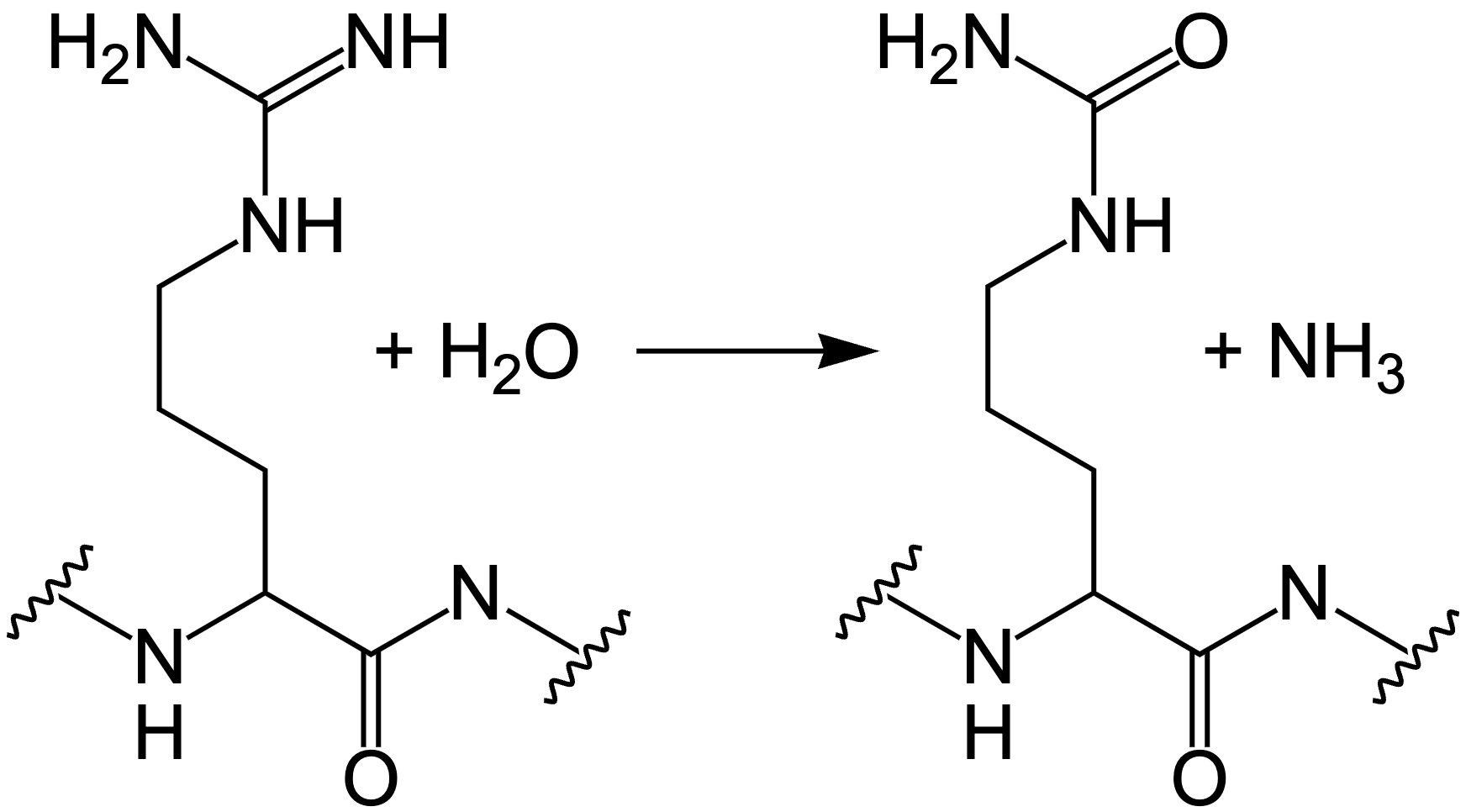 Unveiling disease early: How anti-citrullinated protein antibodies ...
