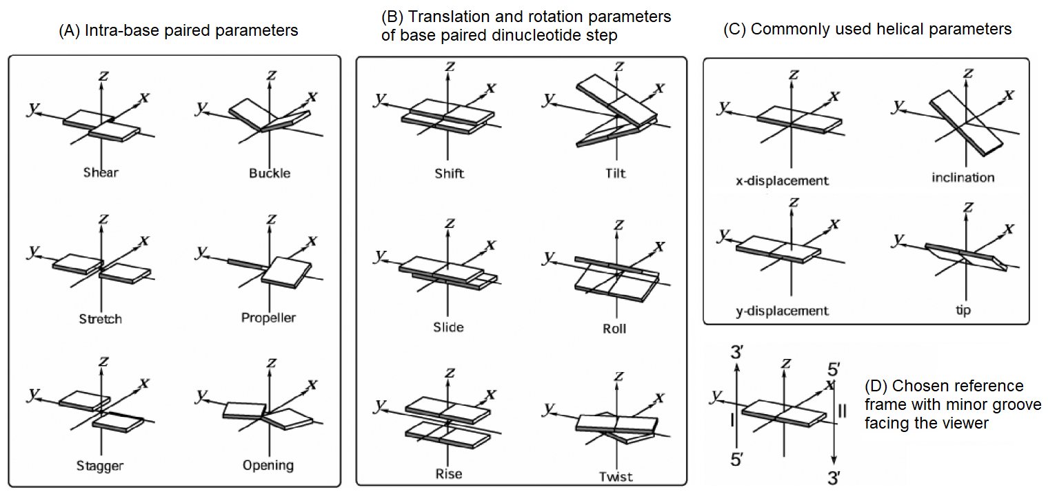 DNA: Nature’s own director of Life | Protein Data Bank in Europe