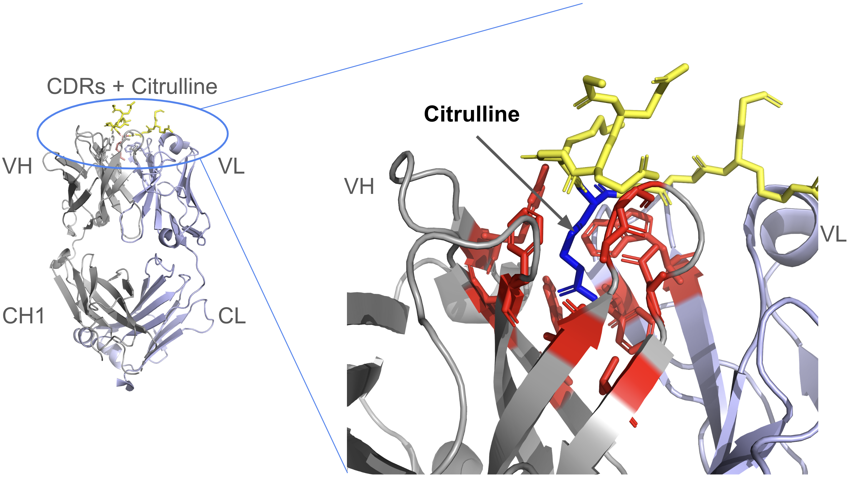 Unveiling disease early: How anti-citrullinated protein antibodies ...
