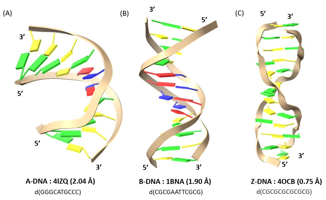 DNA: Nature’s own director of Life | Protein Data Bank in Europe