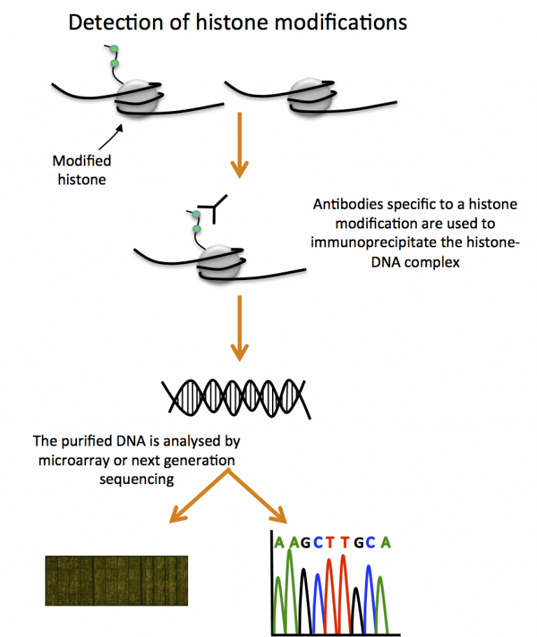 Histone modifications | Functional genomics II