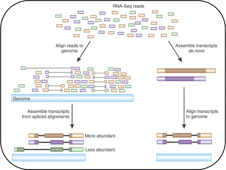 Read mapping or alignment | Functional genomics II